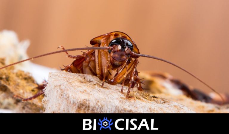 Tipos de cucarachas y cómo eliminarlas definitivamente | Biocisal