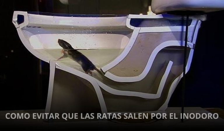 Cómo evitar que las ratas salen por el inodoro | Biocisal