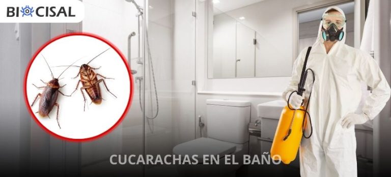 Elimina cucarachas en el baño de manera segura | Biocisal